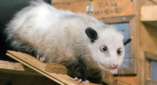 Je louche. Oui, j'ai un oeil qui dit merde à l'autre.