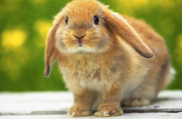 Les Petits Lapins - Le Cute Show