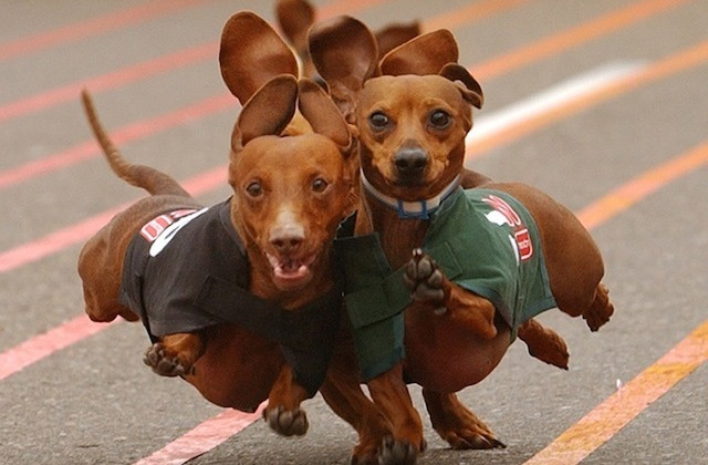 Les courses de teckels - Le Cute Show