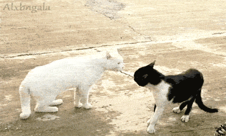 Des gifs de chats pour la Journée Internationale du Matou