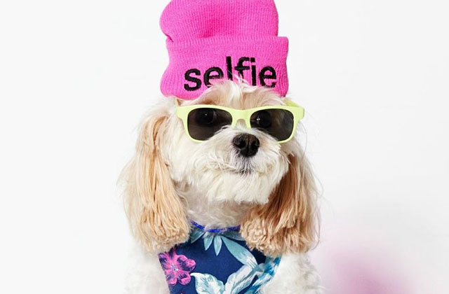 American Beagle, la nouvelle mode qui a du chien - Madmoizelle