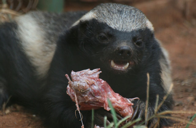 Honey Badger ou ratel en français, l'animal rigolo et méchant des savanes