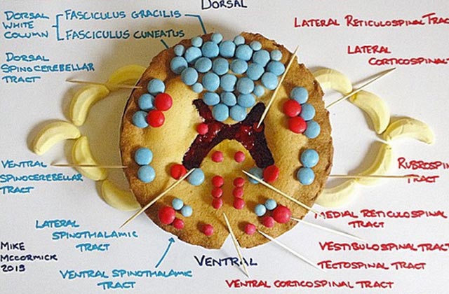 « Candy Anatomy », des bonbons pour expliquer l'anatomie - Madmoizelle