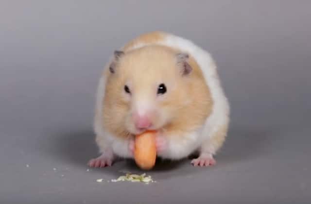 « 100 Years of Hamster Beauty » revient sur les looks beauté cultes de ...