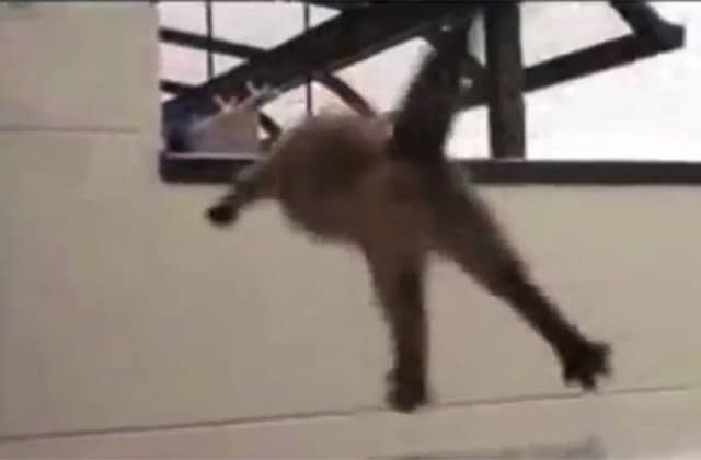 Quel gif n'arrêtera jamais de te faire rire ? — La Question Reddit ...