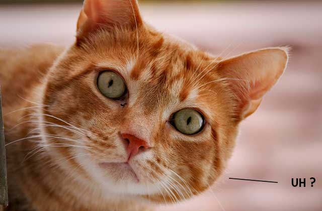 Curious Cat, le nouveau « ask.fm » version kawaii - Madmoizelle