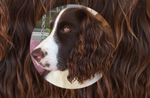 Un chien devient viral sur Internet grâce à ses beaux poils