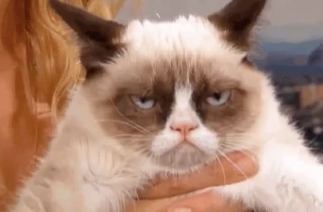 Mort de Grumpy Cat : La star des chats d'Internet nous a quitté
